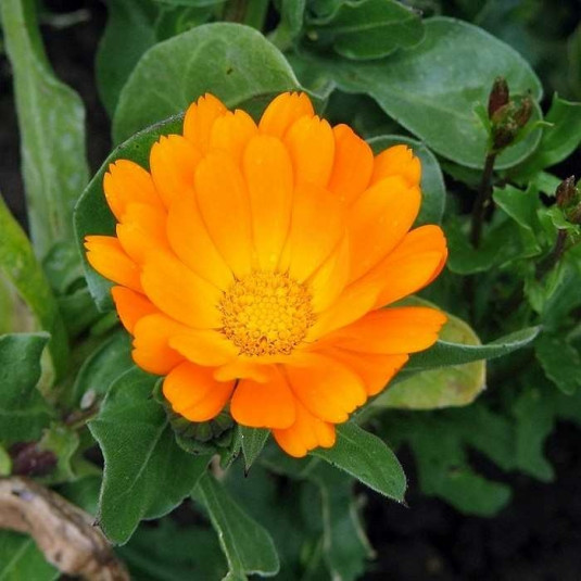 Souci plante officinale - Vente Calendula officinalis