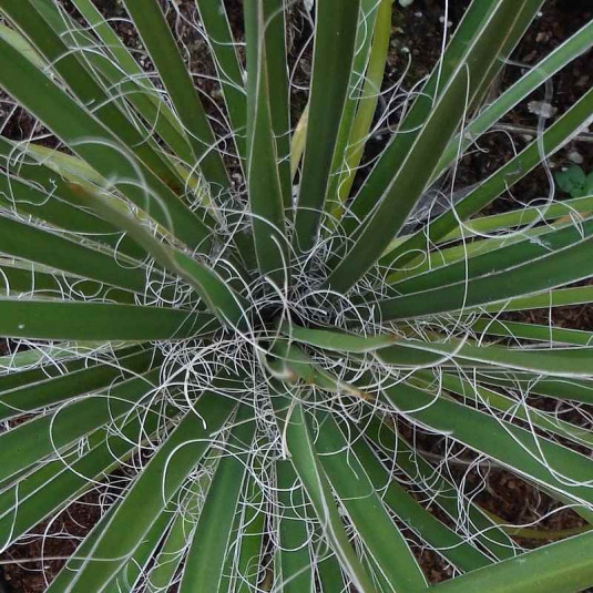 Yucca constricta - Vente Yucca de Buckley à bord blanc
