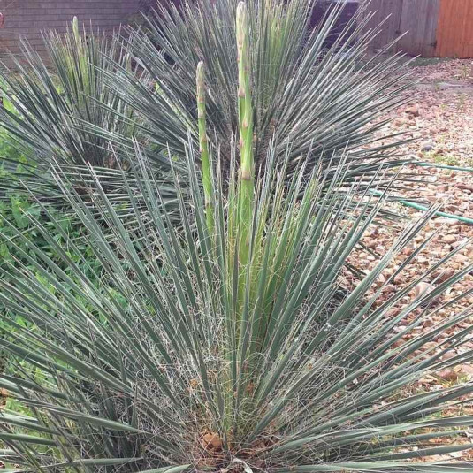 Yucca constricta - Vente Yucca de Buckley à bord blanc