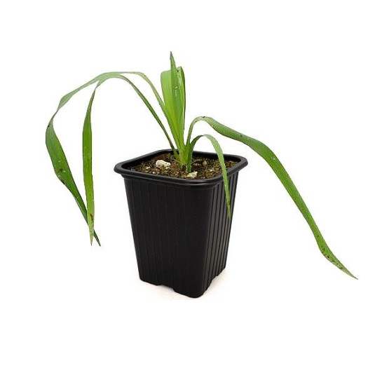 Yucca constricta - Vente Yucca de Buckley à bord blanc