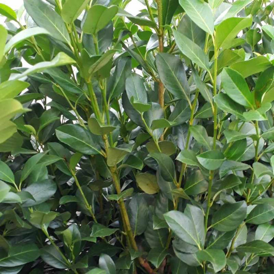 Laurier palme pyramidal - Vente Prunus laurocerasus 'Obelisk'®