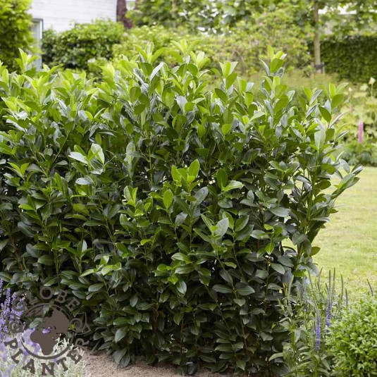 Laurier palme pyramidal - Vente Prunus laurocerasus 'Obelisk'®