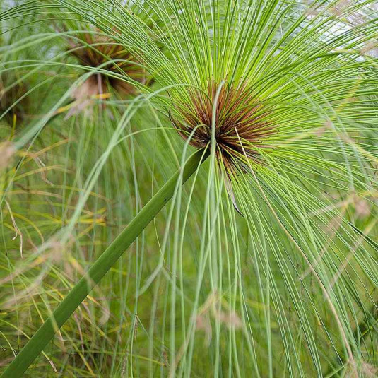 Plant de papyrus - Vente Cyperus papyrus