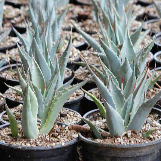 Agave du désert - Vente Agave deserti var. deserti
