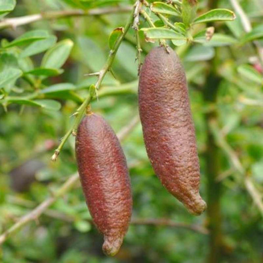 Citron caviar perle rouge - Vente Microcitrus australasica 'Red' - Lime ...