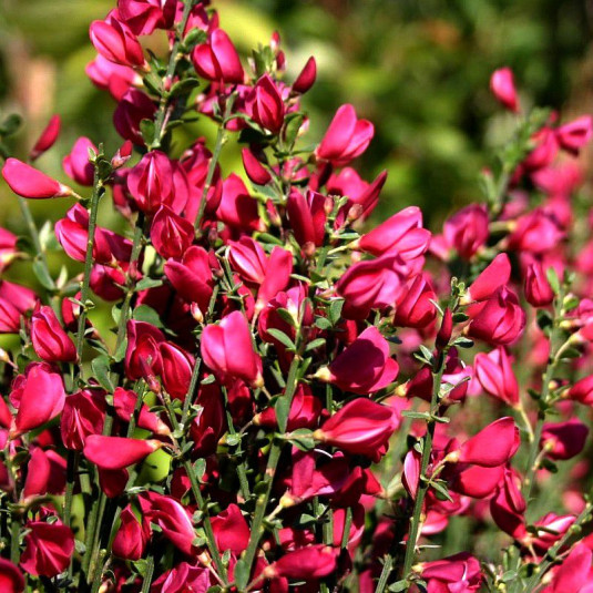 Cytisus scoparius 'Boskoop Ruby' - Vente Genêt rouge