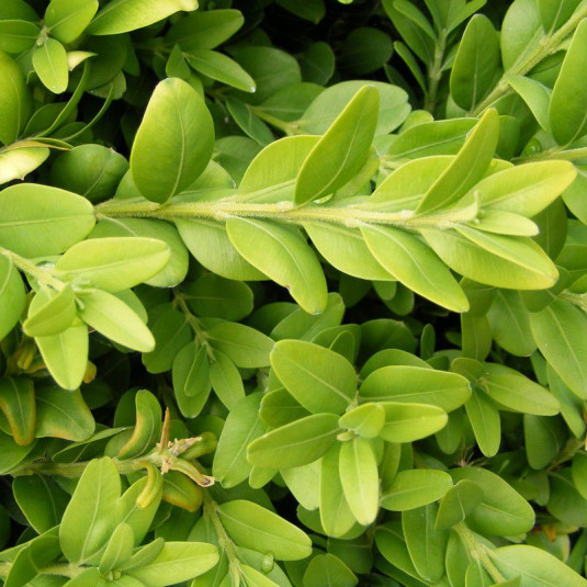 Buis commun pyramidal - Vente Buxus sempervirens 'Pyramidalis'