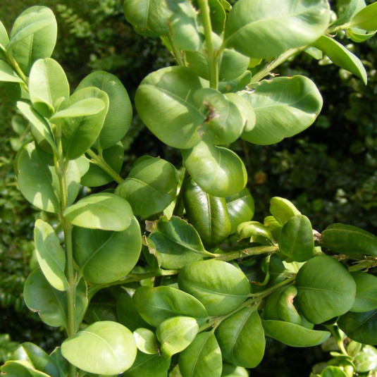 Buxus sempervirens 'Rotundifolia' - Vente Buis arbustif