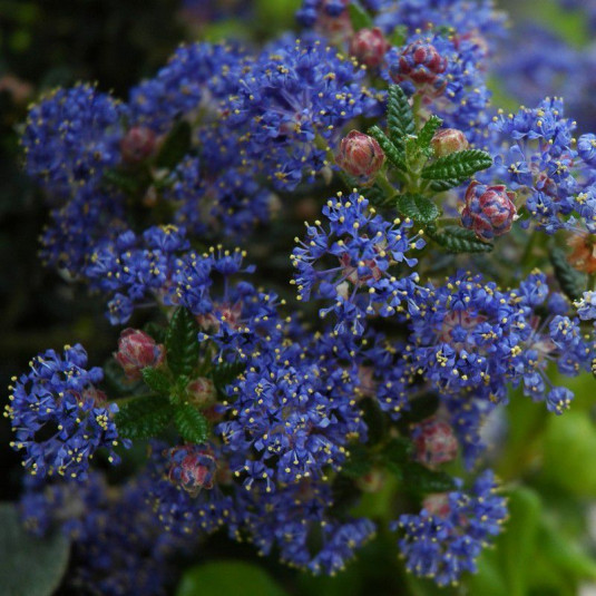 Ceanothus impressus 'Puget Blue' - Achat Céanothe - Lilas de Californie ... Ceanothus impressus 'Puget Blue' - Achat Céanothe - Lilas de Californie ...