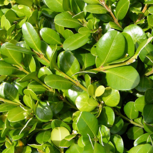 Vente Buxus sempervirens - Buis commun