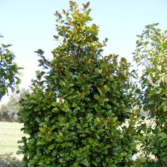 Magnolia grandiflora 'Galissoniensis' - Vente Magnolia persistant ...