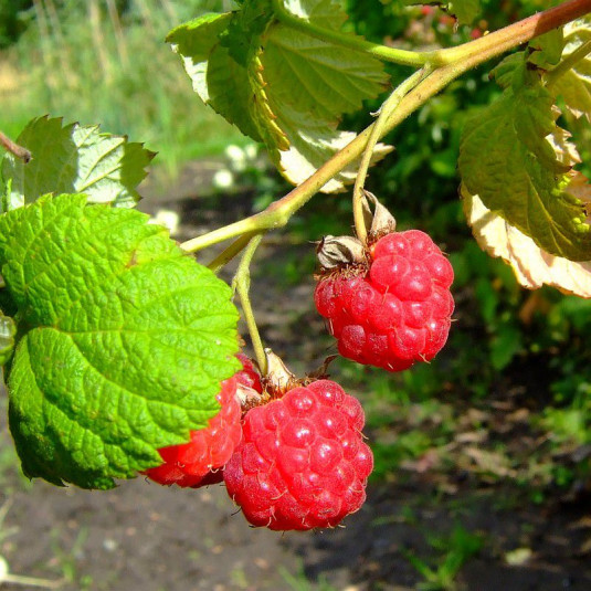 Rubus idaeus ‘Polka’ - Vente Framboisier rouge remontant