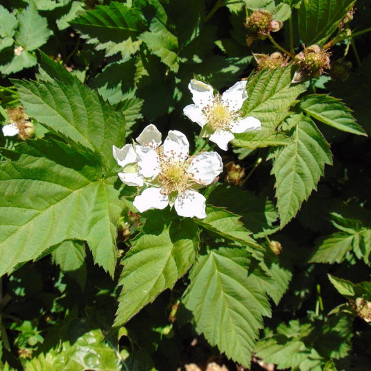 Mûrier framboise - Vente Rubus loganobaccus ‘Loganberry’