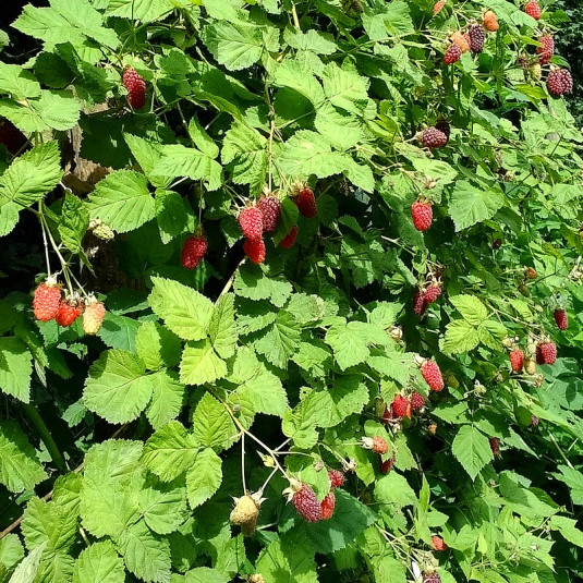 Mûrier framboise - Vente Rubus loganobaccus ‘Loganberry’