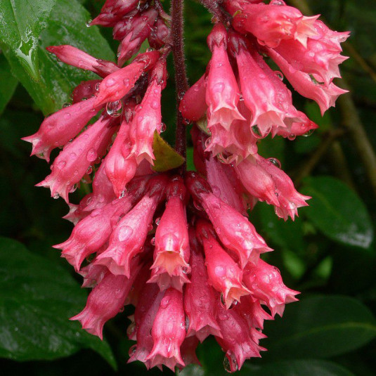 Cestrum elegans ou purpureum - Vente Cestreau pourpre