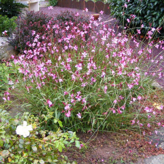 Vente Gaura 'Dart's Pink' - Gaura vivace rose