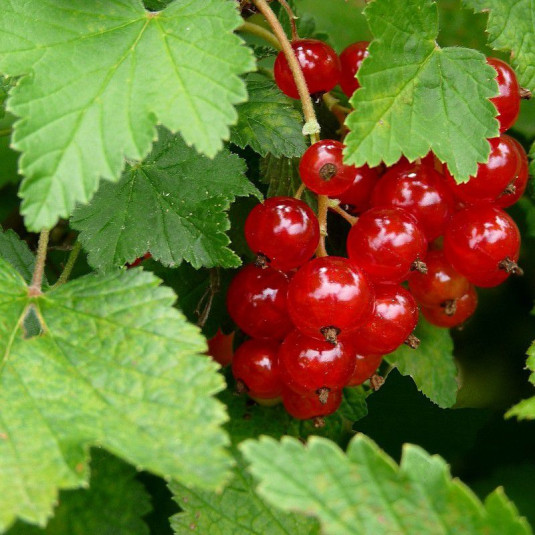 Ribes rubrum ‘London Market’ - Vente Groseillier à grappes rouges