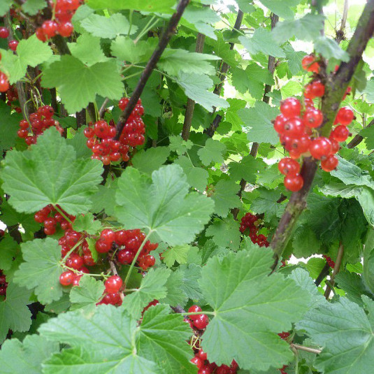 Ribes rubrum ‘London Market’ - Vente Groseillier à grappes rouges
