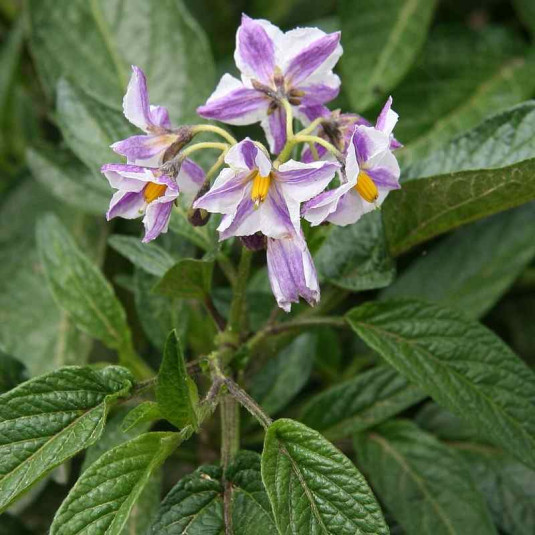 Poire-Melon - Pépino - Vente Solanum muricatum