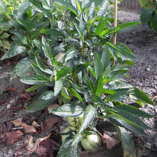 Poire-Melon - Pépino - Vente Solanum muricatum