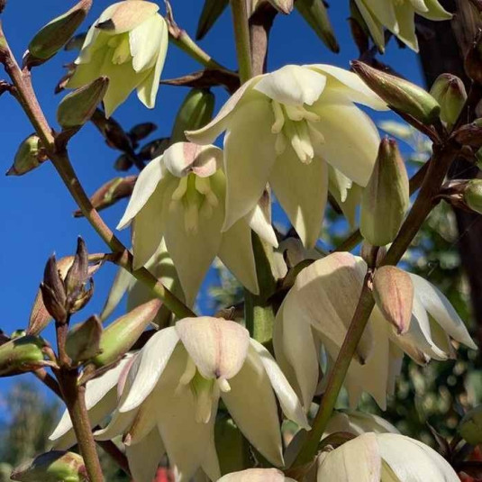 Yucca rigida 'Blue Sentry' - Achat Yucca sentinelle bleu