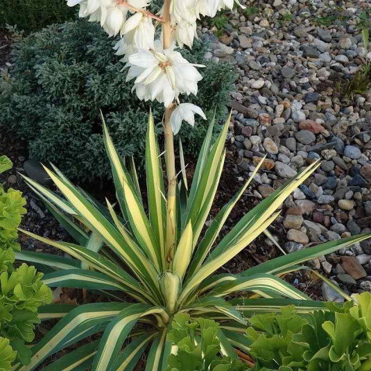 Yucca filamentosa 'Gold Heart' - Yucca filamenteux panaché