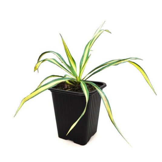 Yucca filamentosa 'Gold Heart' - Yucca filamenteux panaché
