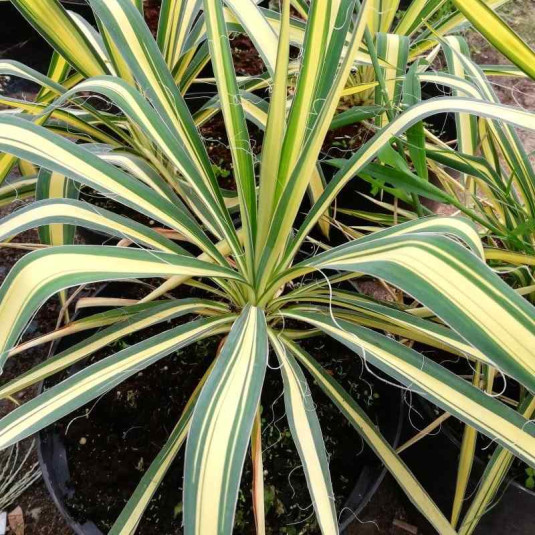 Yucca filamentosa 'Gold Heart' - Yucca filamenteux panaché
