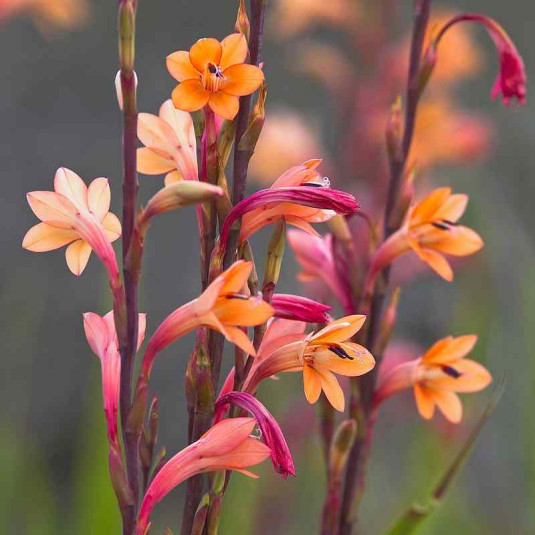 Watsonia pyramidata 'Peach Glow' orange pêche
