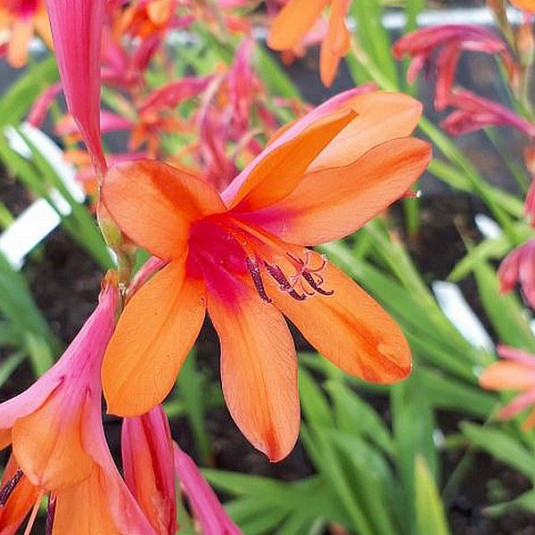 Watsonia pyramidata 'Peach Glow' orange pêche