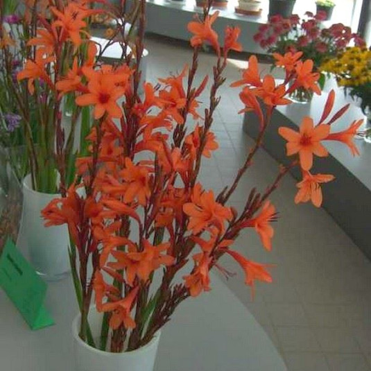 Watsonia pyramidata 'Peach Glow' orange pêche