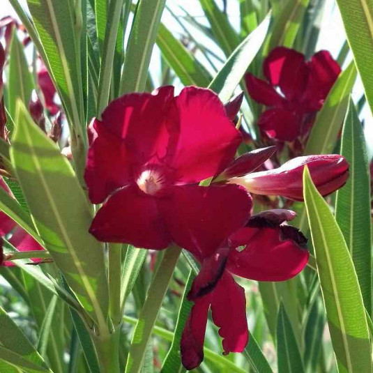 Laurier rose nain à fleurs rouges - Vente Nerium oleander 'Petite Red'