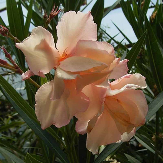 Laurier rose saumon 'Souvenir de Michel' - Vente Nerium oleander 'Provence'