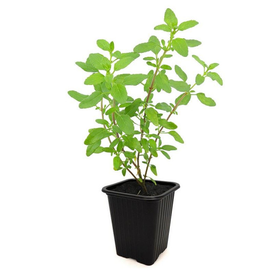 Salvia microphylla 'Grahamii Blue' - Vente plant de sauge de Graham bleue