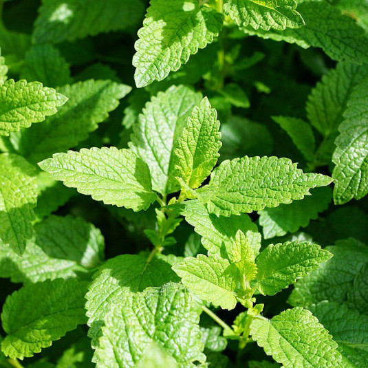 Menthe verte - Vente Mentha spicata - Plant
