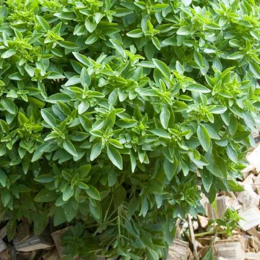 Basilic fin vert nain compact - Vente plant Ocimum basilicum