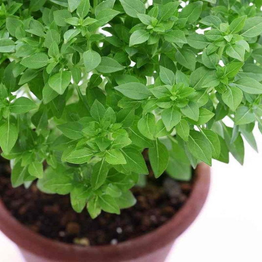 Basilic fin vert nain compact - Vente plant Ocimum basilicum