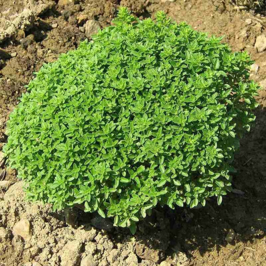 Basilic fin vert nain compact - Vente plant Ocimum basilicum