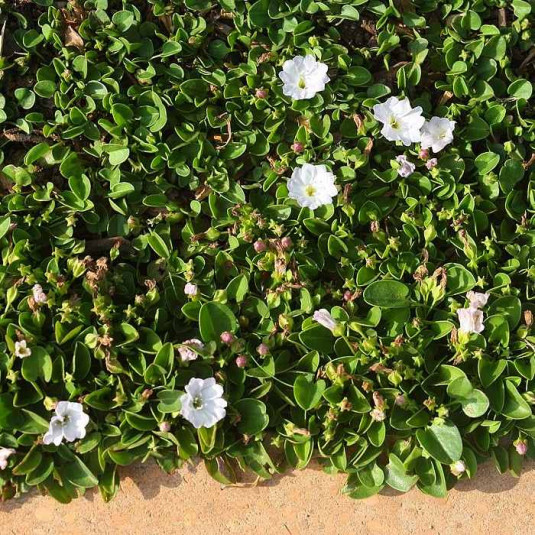 Falkia repens - Vente plant rampant à petites oreilles