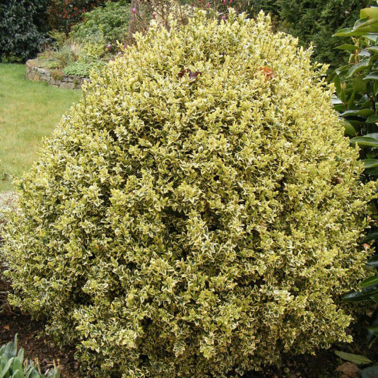 Buxus semperviens 'Elegans' - Vente Buis commun panaché