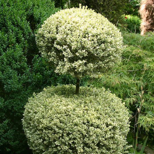 Buxus semperviens 'Elegans' - Vente Buis commun panaché