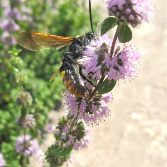 Vente en ligne Mentha pulegium - La Menthe Pouliot ou "Fliou" en Arabe ...