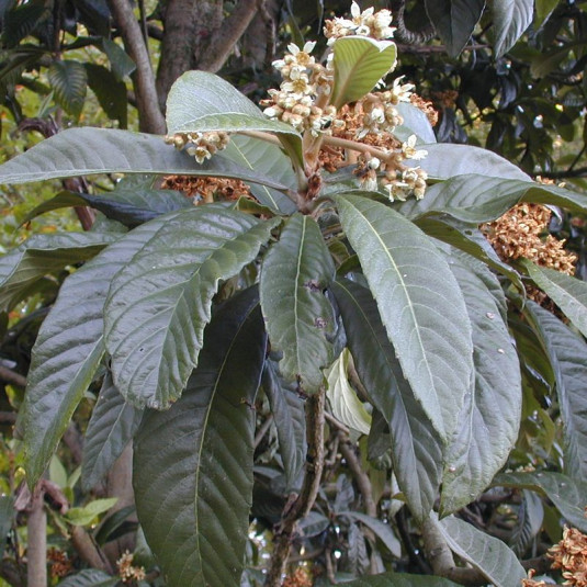 Néflier du Japon - Vente Eriobotrya japonica 'Rose Anne' - Plant de ...