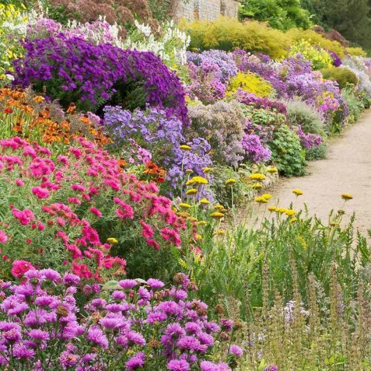 Vente Massif de vivaces plein soleil