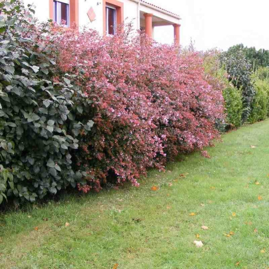 Haie persistante en kit - 10 variétés d'arbustes