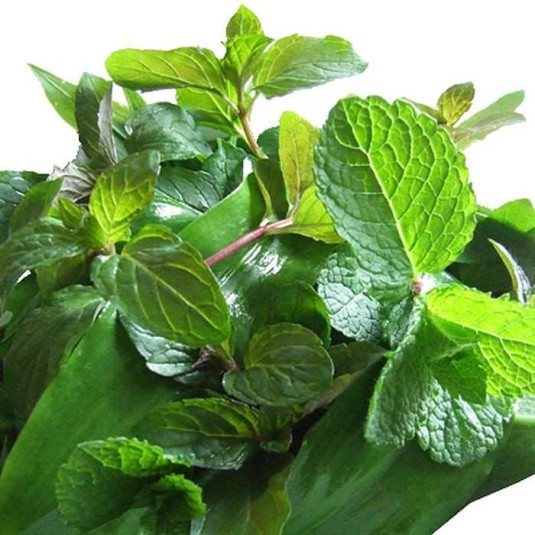 Menthe basilic - Vente plant Mentha 'Citrata Basil'