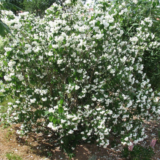 Philadelphus virginalis 'Minnesota Snowflake' - Vente Seringat du ...