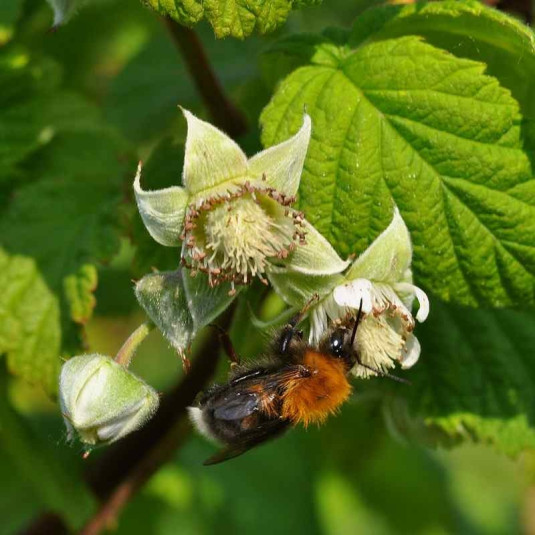Framboisier remontant Blissy - Vente Rubus idaeus 'Autumn Bliss'