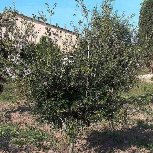 Chêne Kermès - Chêne des garrigues - Vente Quercus coccifera
