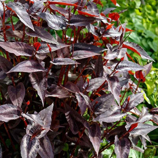 Persicaria microcephala ‘Red Dragon’ - Vente Renouée pourpre